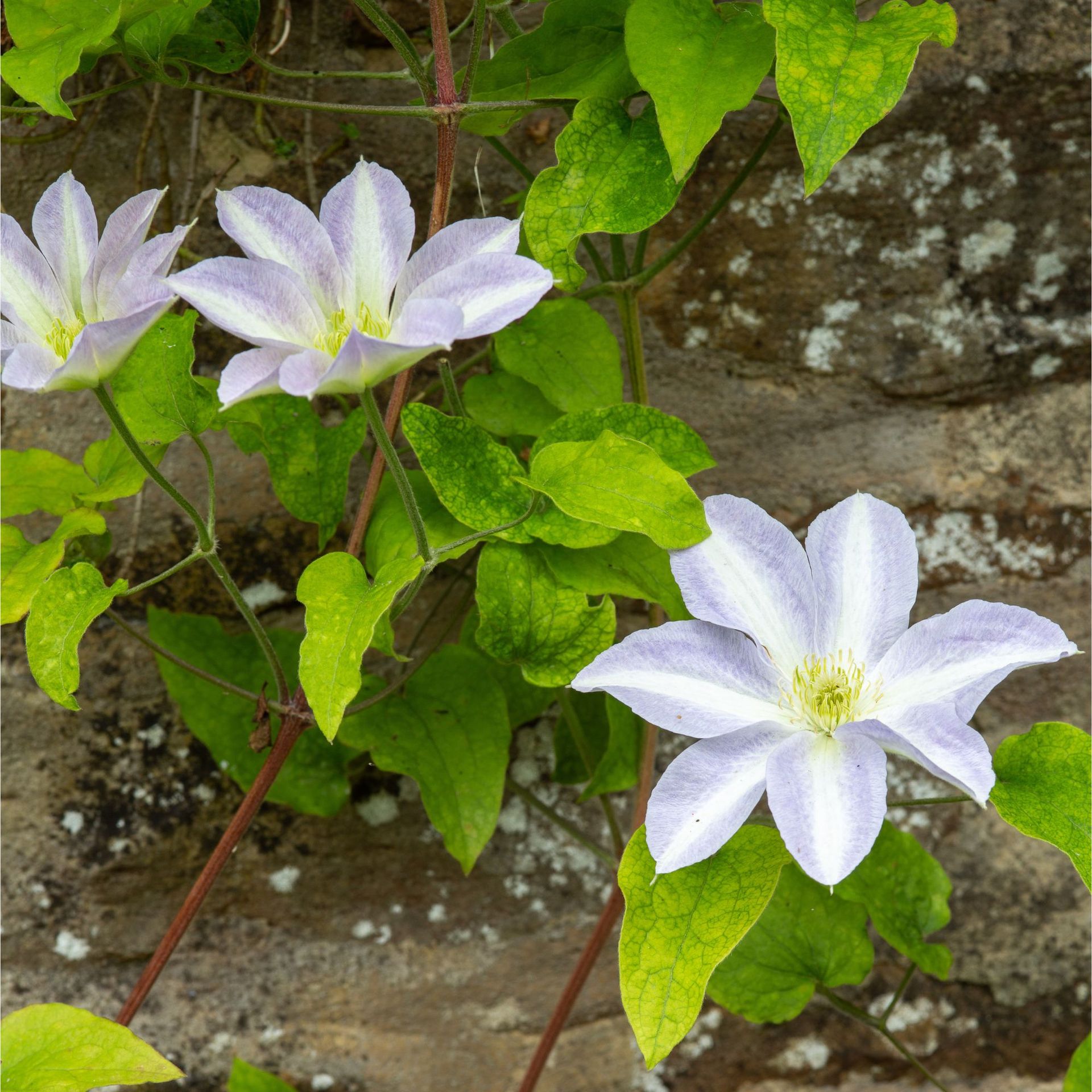 When to prune clematis and how to identify its pruning group | Ideal Home