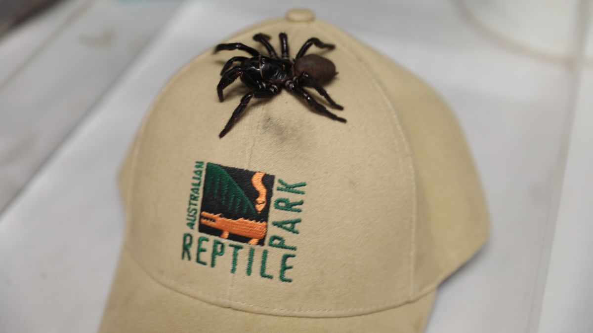 Deadly and massive 'Megaspider' found in Australia has fangs that can ...