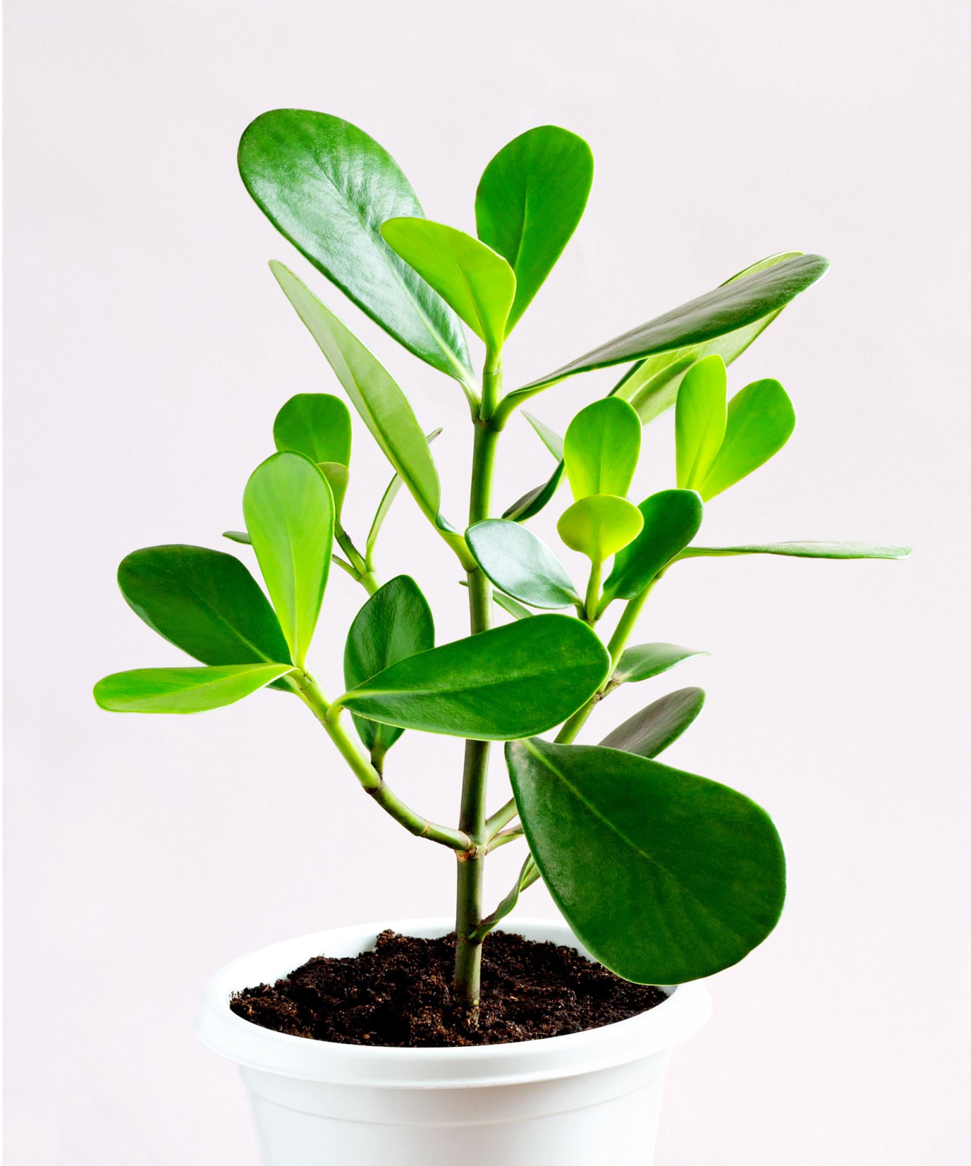 Clusia care guide: 5 expert tips for this tropical tree | Homes and Gardens