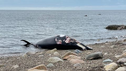 Stranded minke whale stinks so bad it's like 'death in a dumpster ...