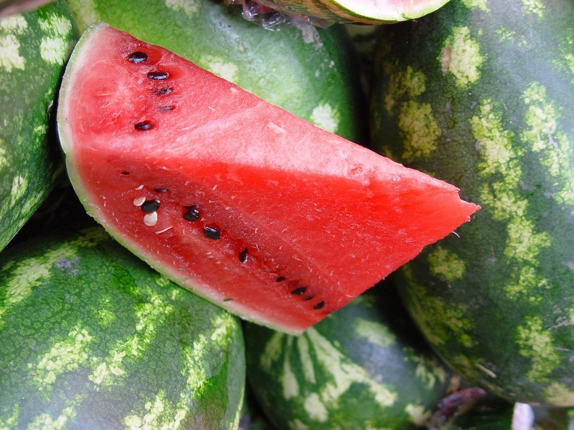 Charleston Gray Watermelon Care - Growing Heirloom Watermelons In The ...