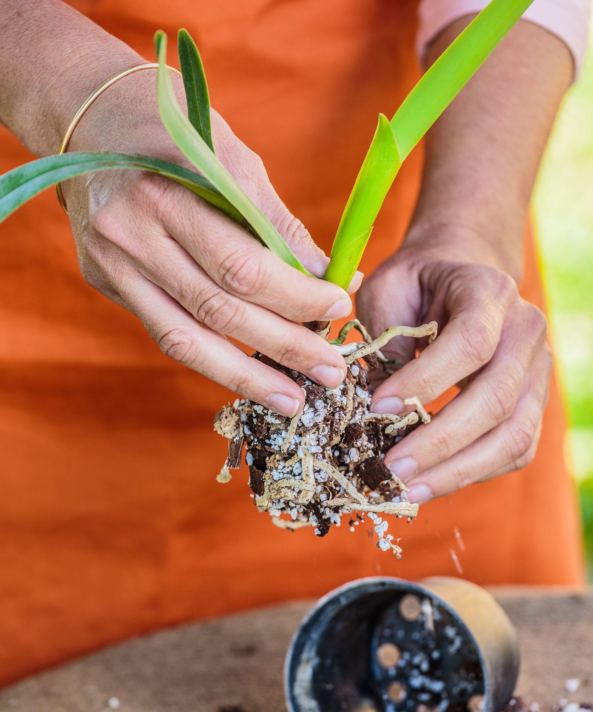 Mounting An Orchid: Step-By Step Guide For Stunning Displays ...