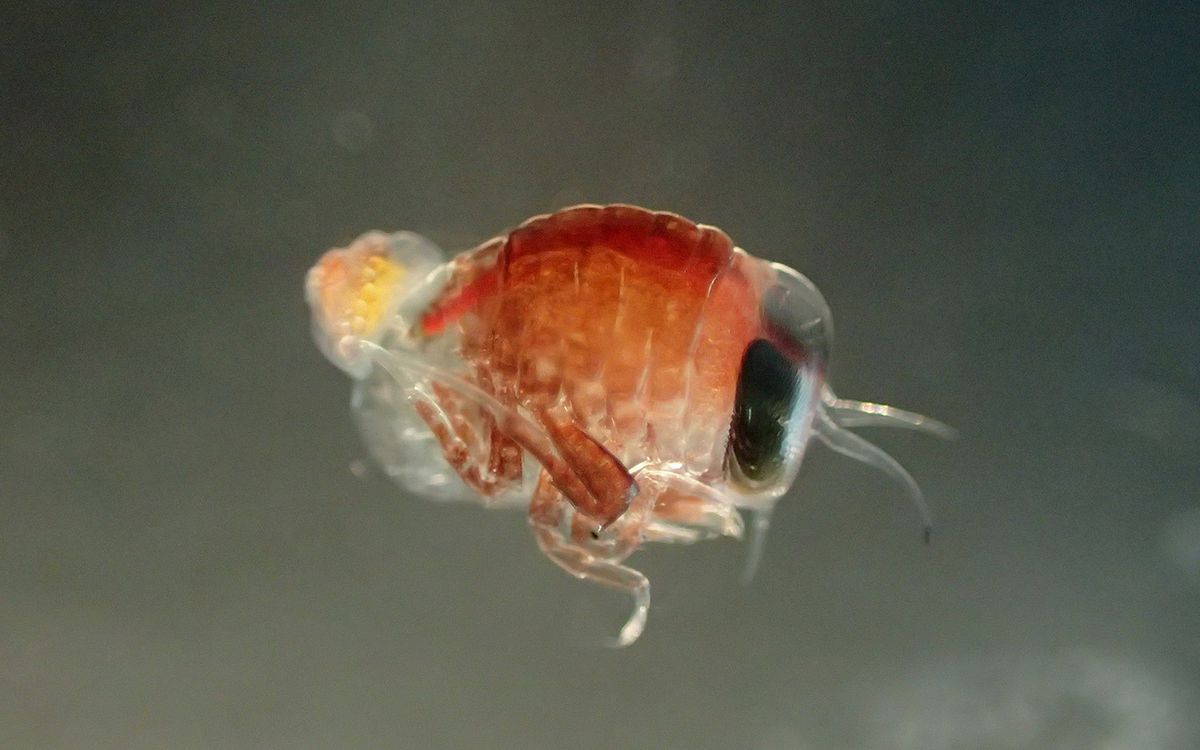 Tiny Antarctic 'Kidnappers' Steal Sea Snails & Wear Them Like Backpacks ...