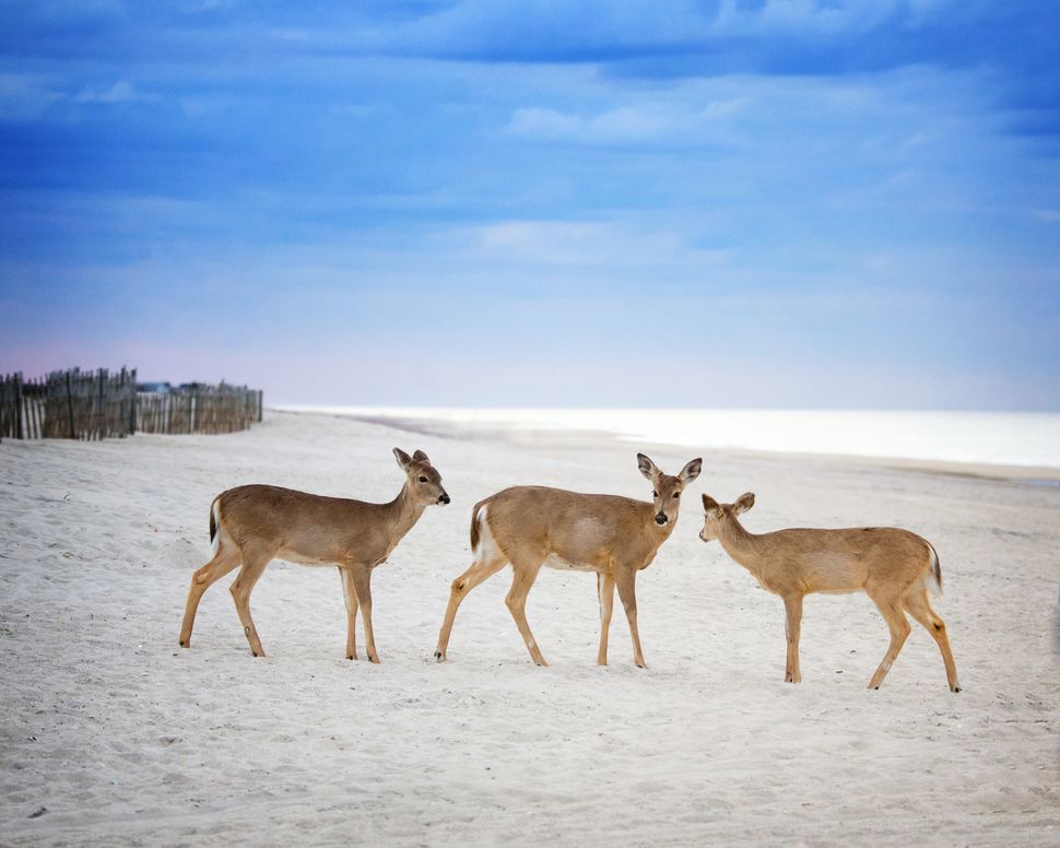 Fire Island: release date, cast, trailer, plot, more | What to Watch