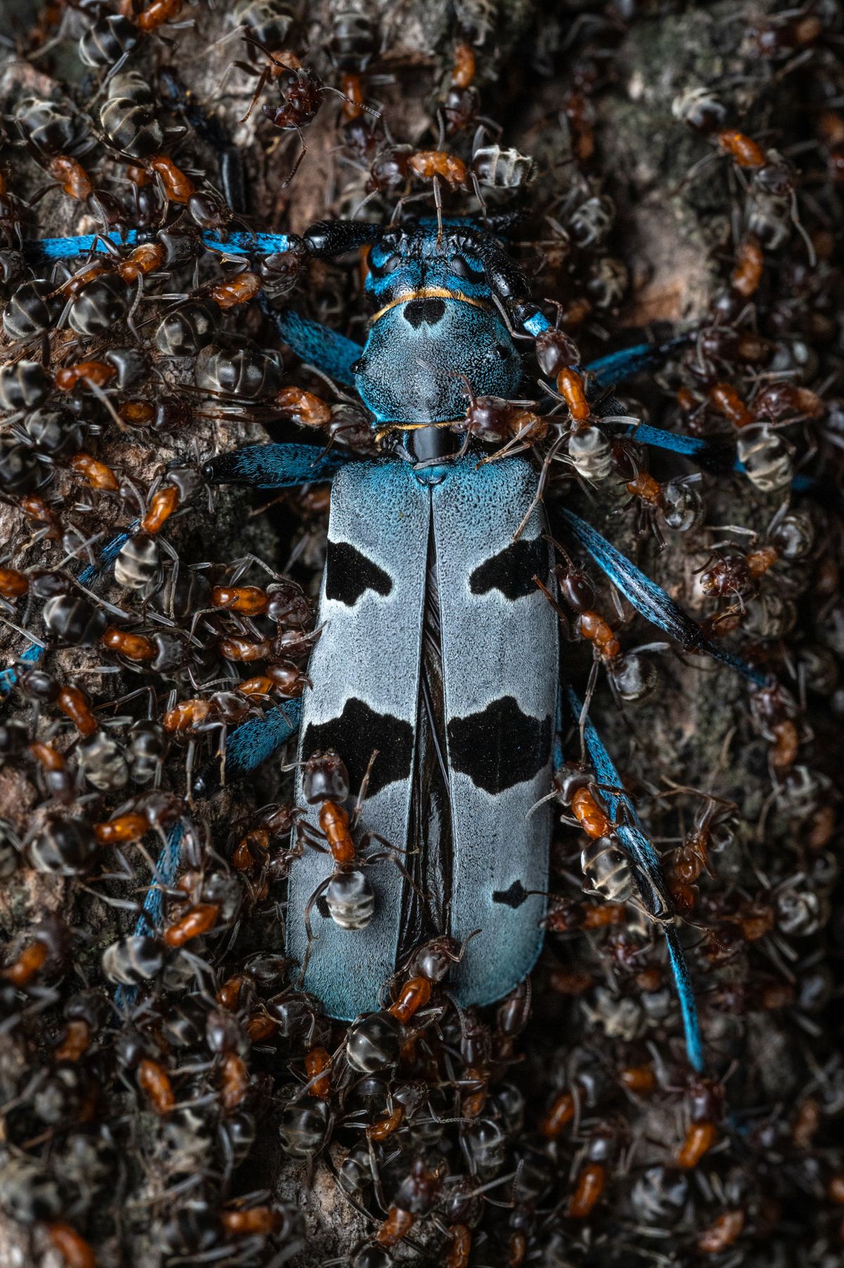 Explore the most stunning macro and micro photographs in the world's ...