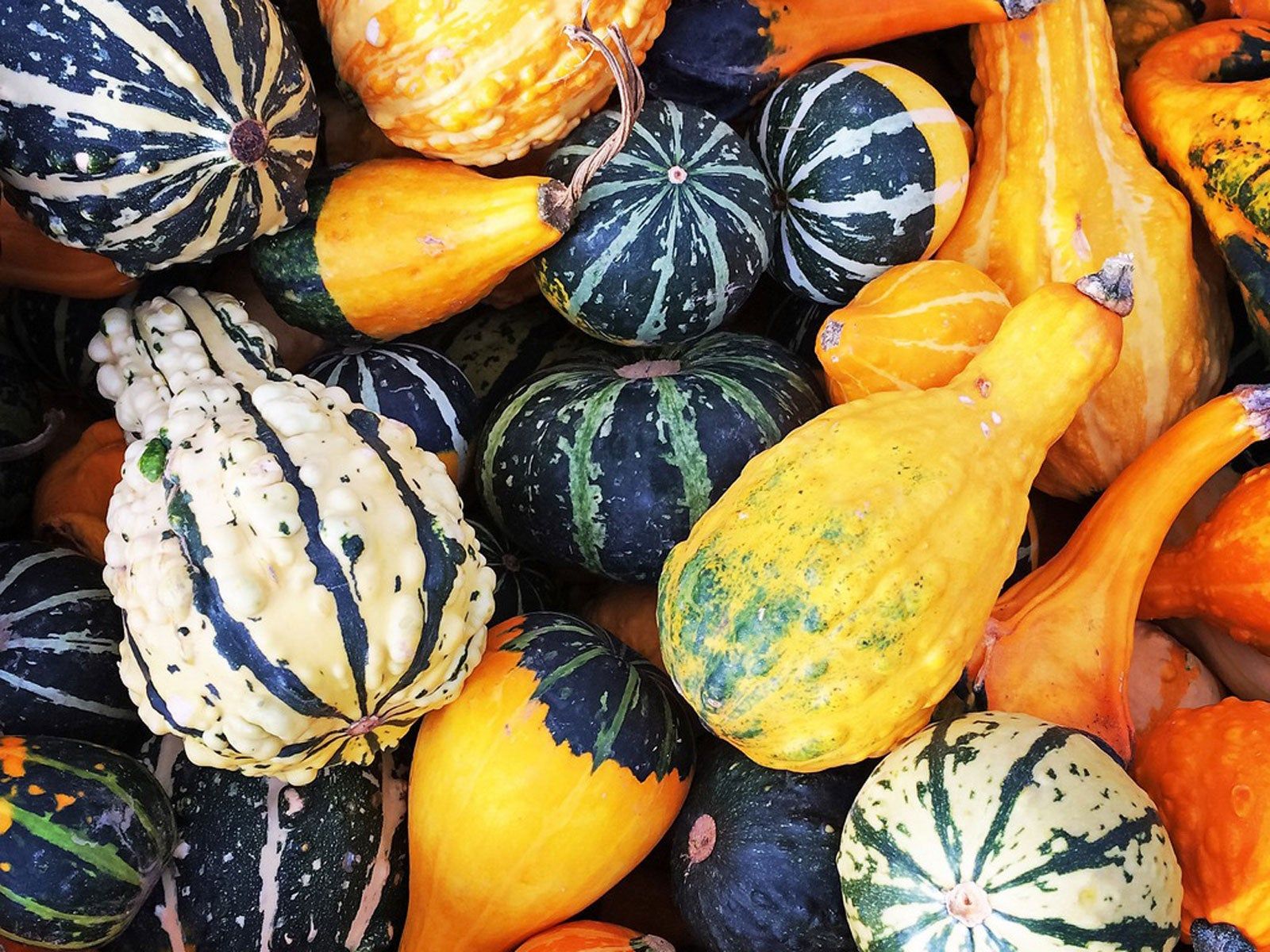 What Are Decorative Gourds – Ornamental Gourd Harvesting For Décor ...