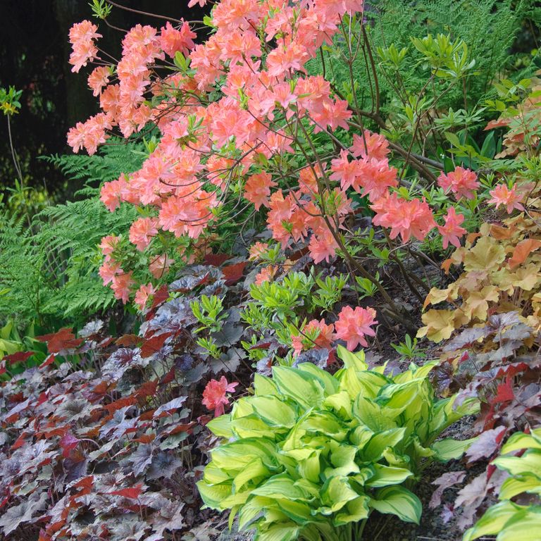 How to create a foliage border | Ideal Home