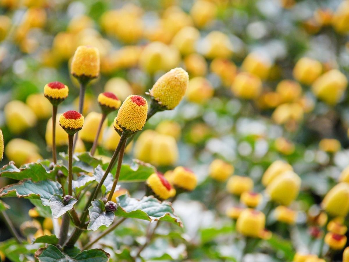 Learn About Spilanthes Plants - Tips For Spilanthes Planting And Care ...