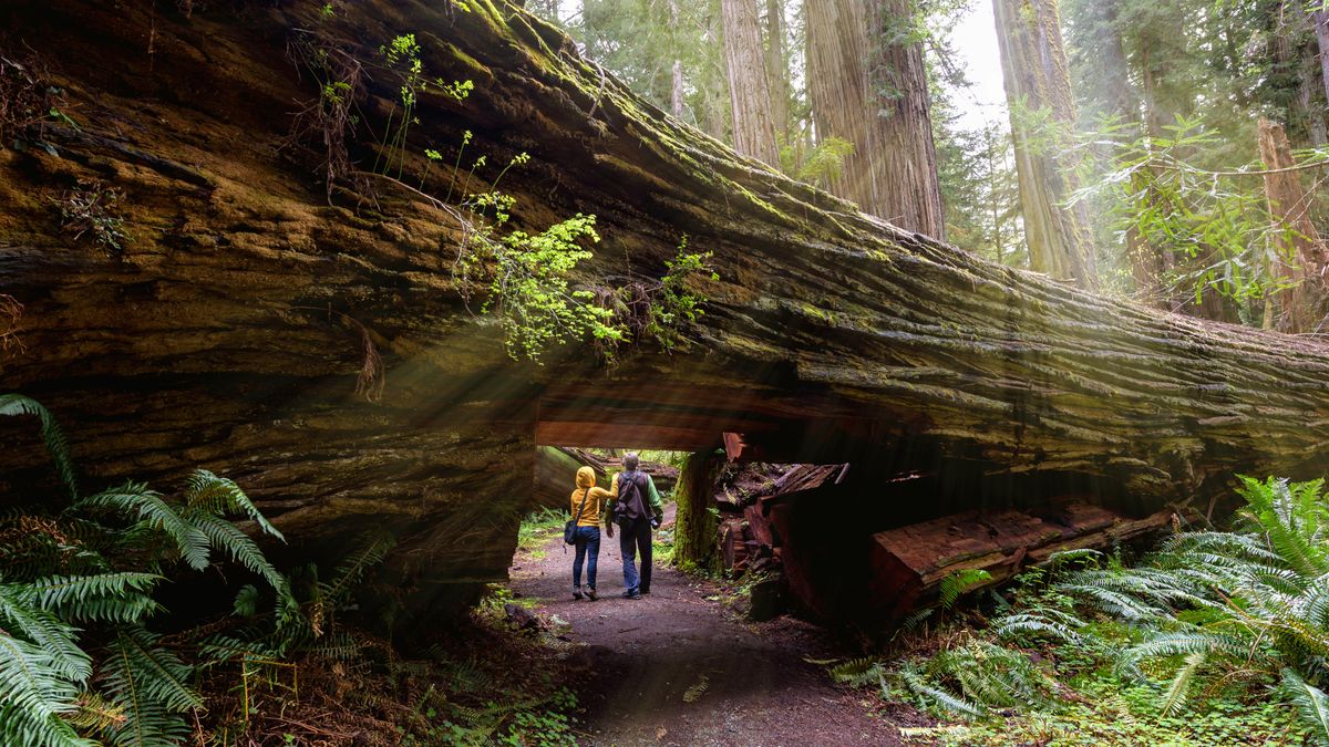 Where to see redwoods in California | Advnture