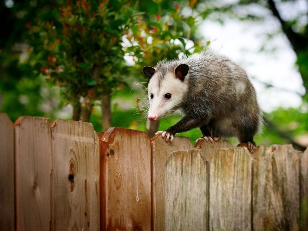 Opossum Eating Habits In The Home Garden | Gardening Know How