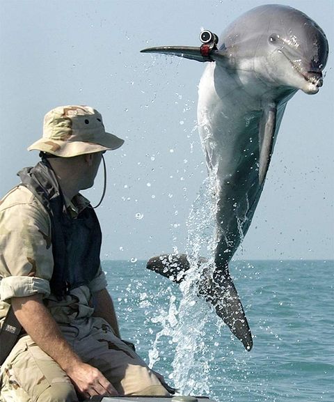 Beasts in Battle: 15 Amazing Animal Recruits in War | Live Science