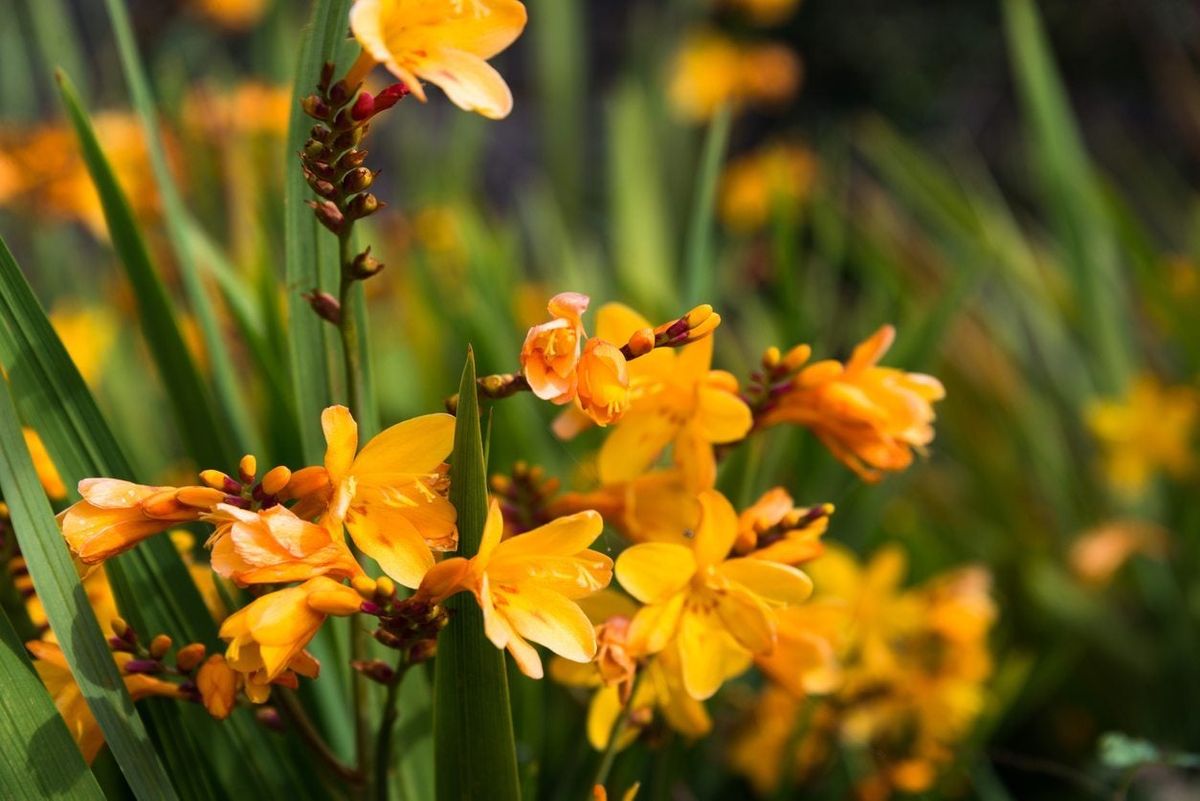 Freesia Plant Problems - Common Problems With Freesias In The Garden ...