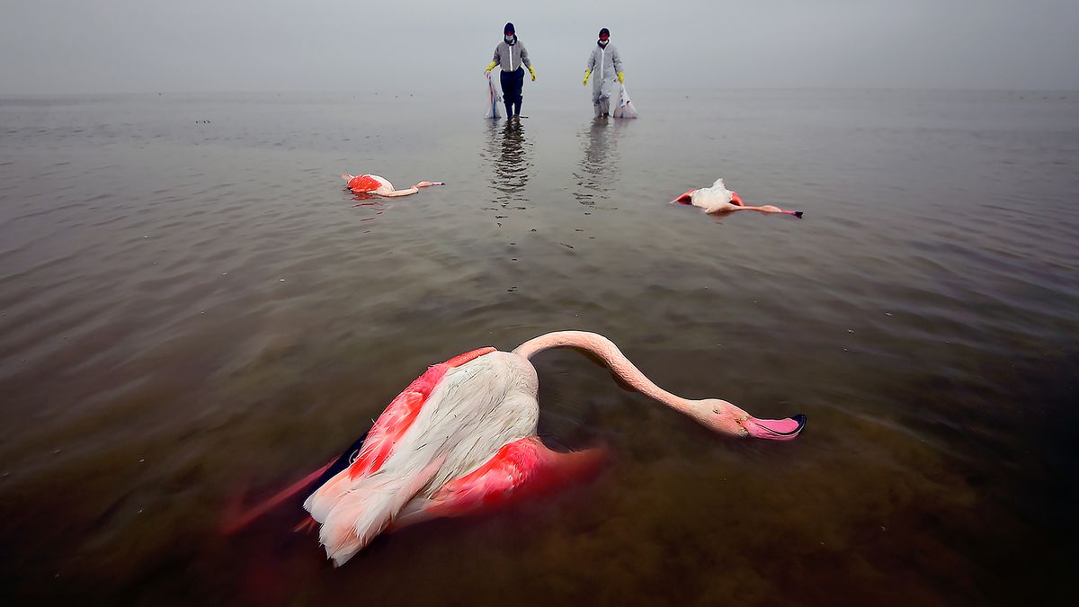 Haunting photos of dead flamingos win Environmental Photographer of the ...
