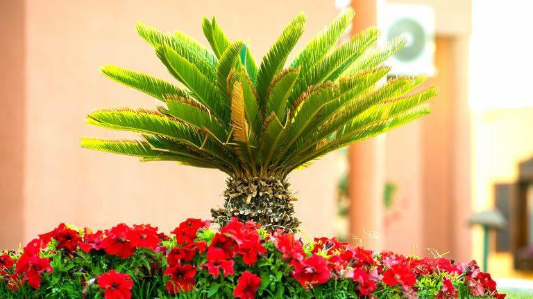 Small Palm Trees That Will Make A Big Impact In Your Yard | Gardening ...