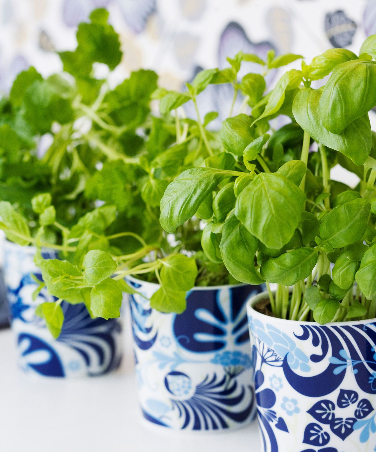 A step-by-step guide to drying and store home-grown basil | Homes and ...