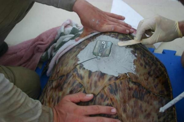 Tagging and Tracking Sea Turtles | Live Science