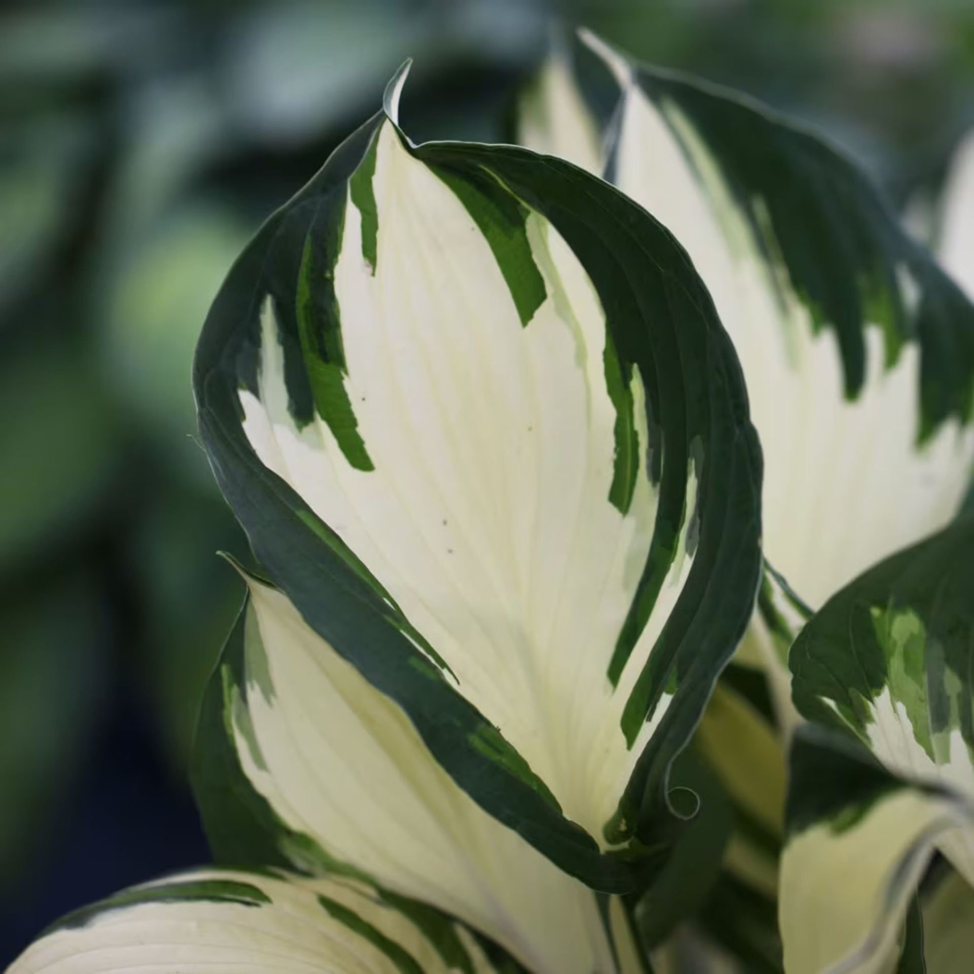 What plants like waterlogged soil? 10 flood-proof plants | Ideal Home