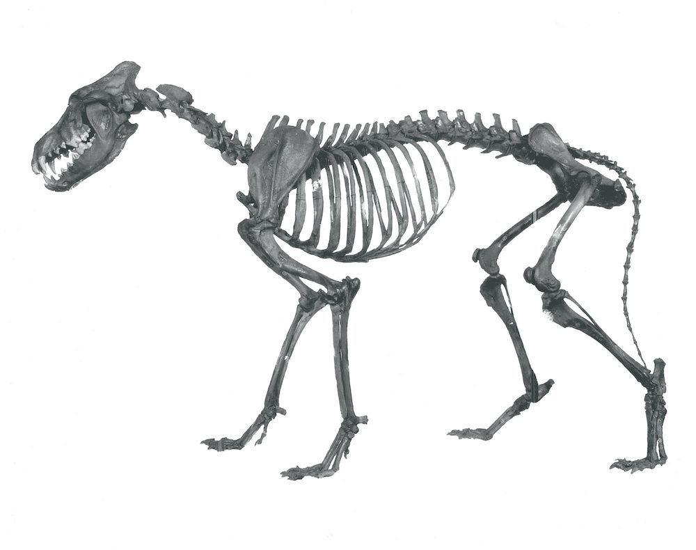 15 extinct giants that once roamed North America | Live Science