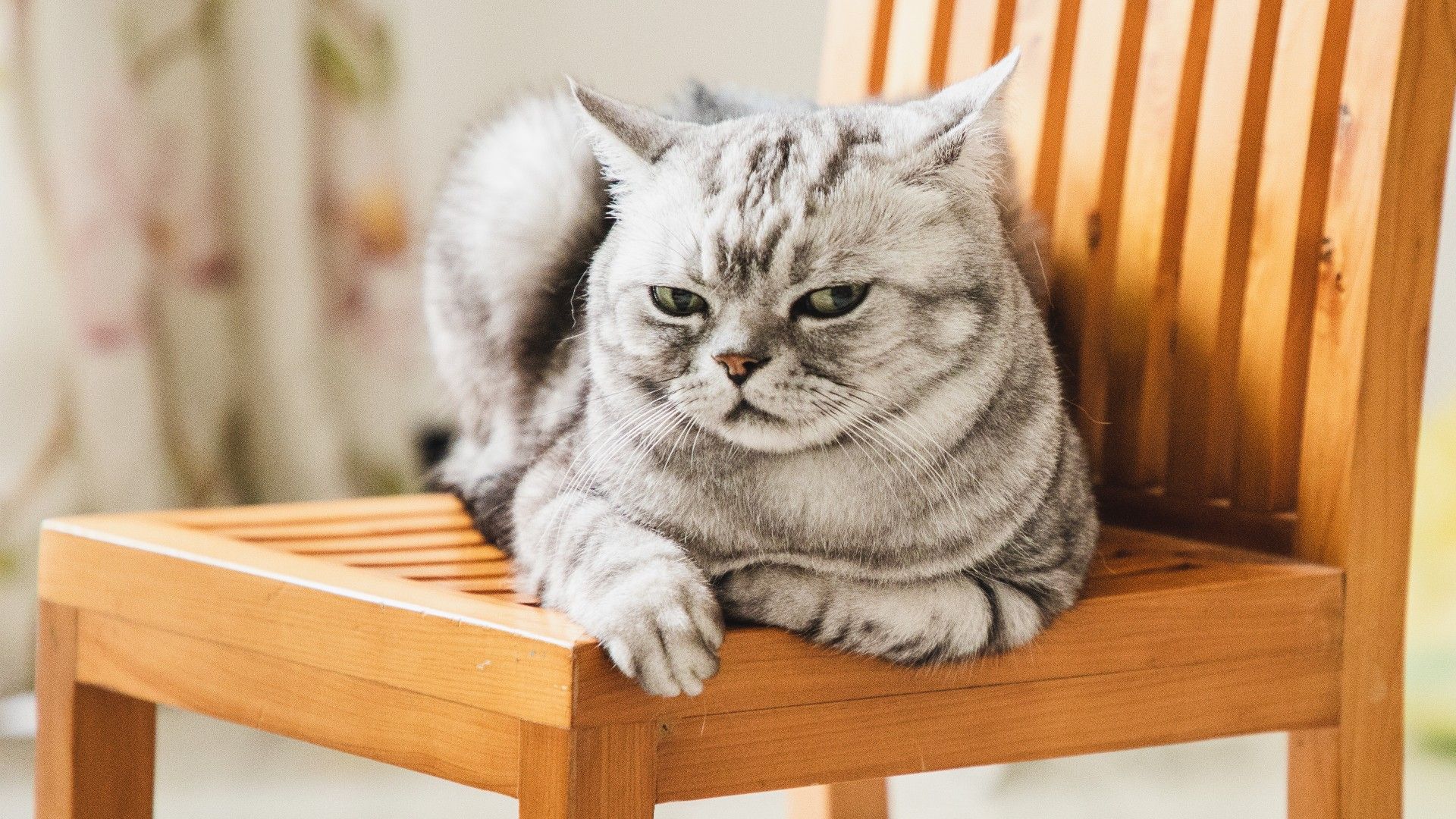 A vet's guide to grooming aggressive cats | PetsRadar