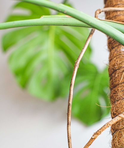 How to prune a monstera: top tips for these indoor plants | Homes and ...
