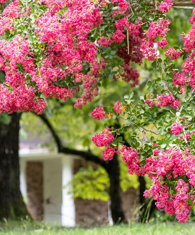 Best low-maintenance trees to make a front yard look expensive | Homes ...