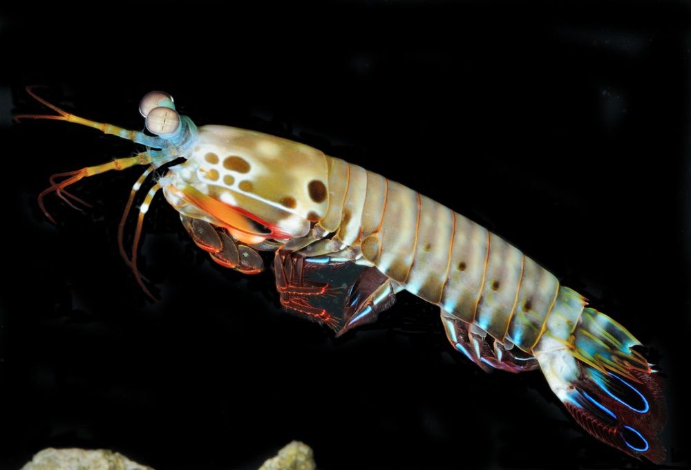 In Photos: Mantis Shrimp Show Off Googly Eyes | Live Science