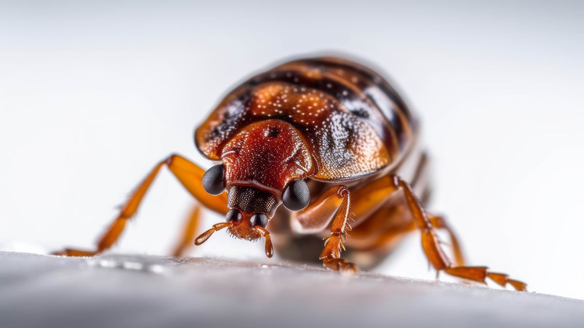 Why do bed bugs come out at night? Plus how to get them out of your ...