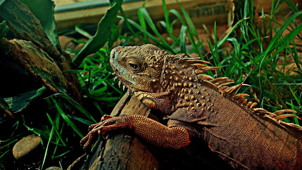 32 great pets that aren’t cats or dogs | PetsRadar