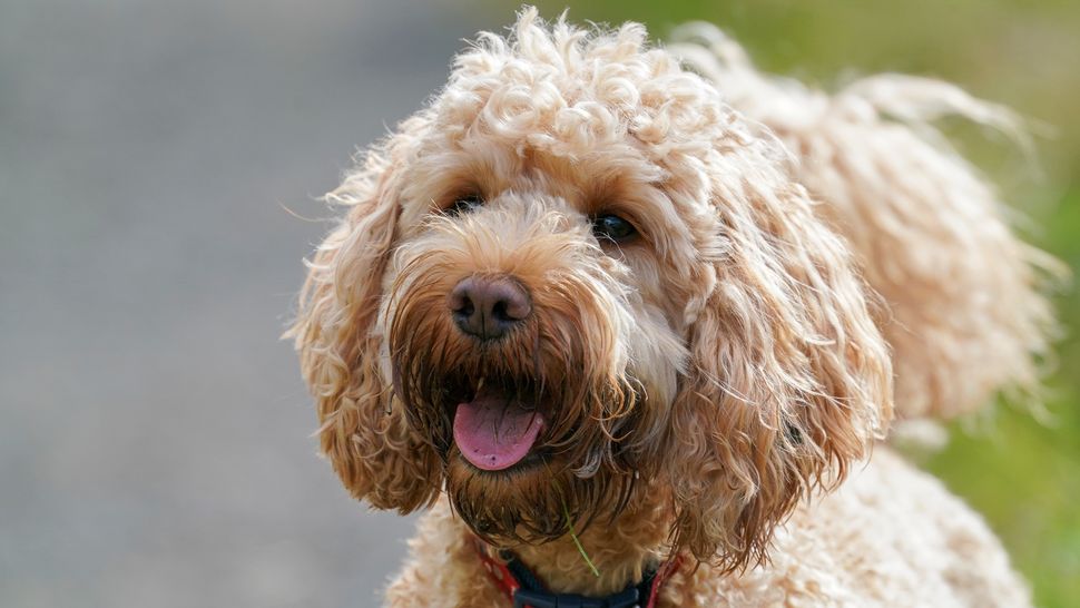 Doodle dogs: Popular breeds and do they make good pets? | PetsRadar
