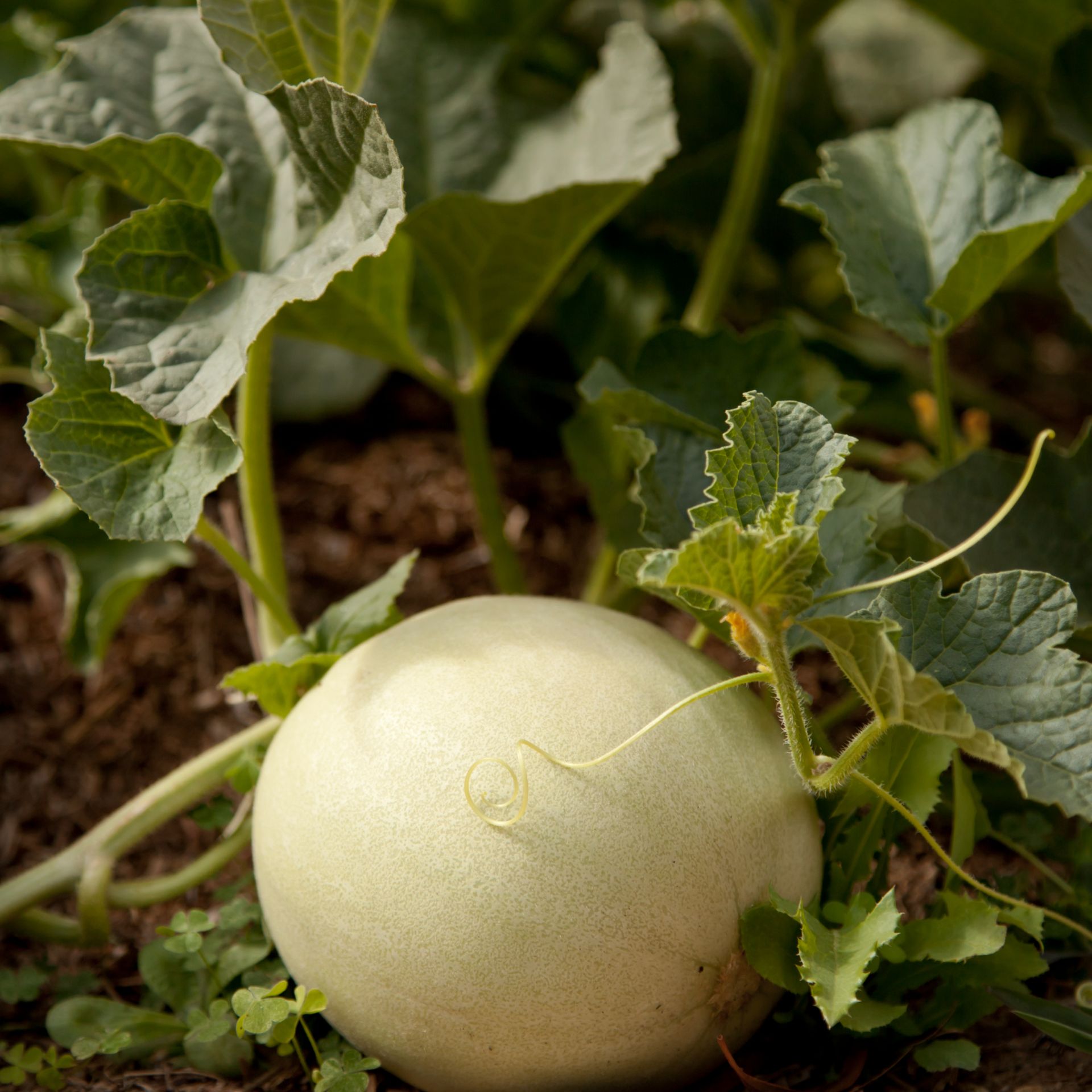 How to grow melons: a step-by-step guide | Ideal Home