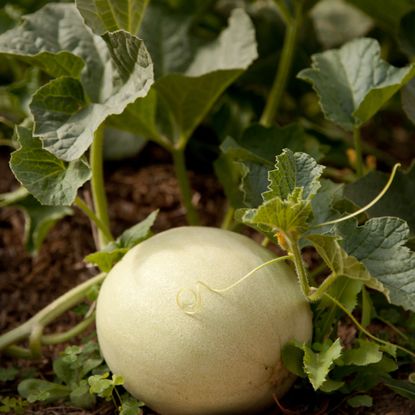 How to grow melons: a step-by-step guide | Ideal Home