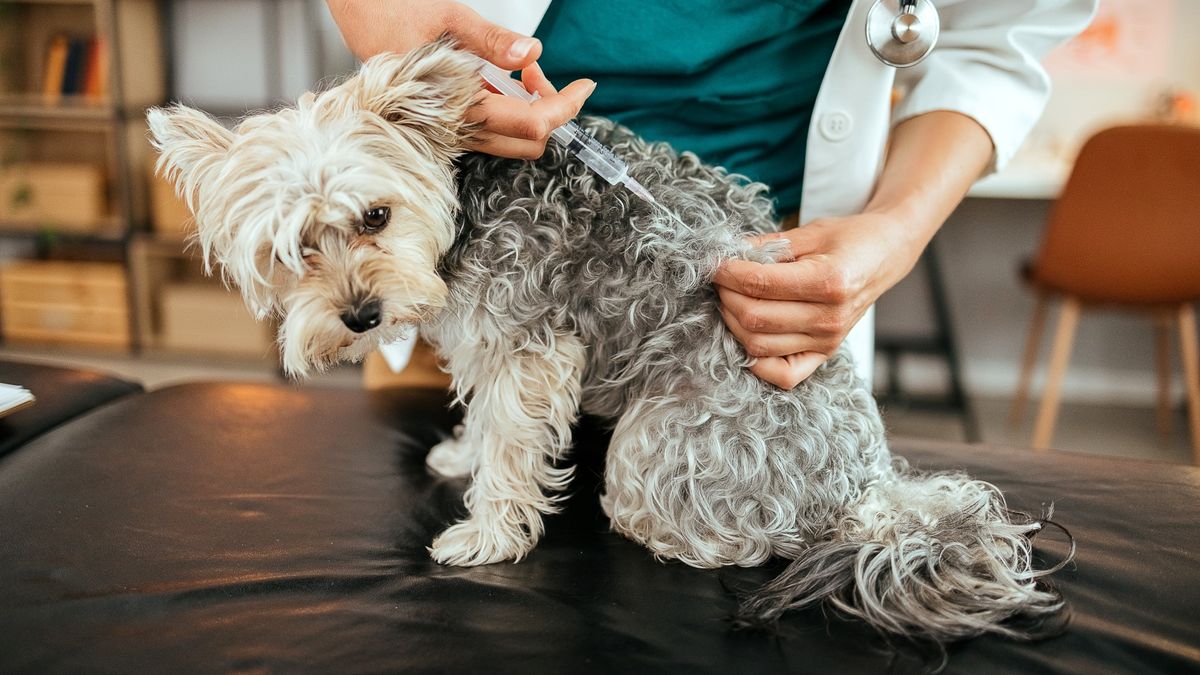 Things to consider when leaving your pet behind while you travel ...
