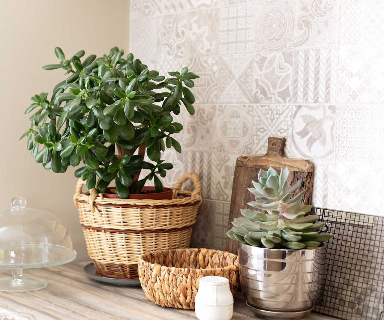 How to prune a jade plant: expert advice | Homes and Gardens