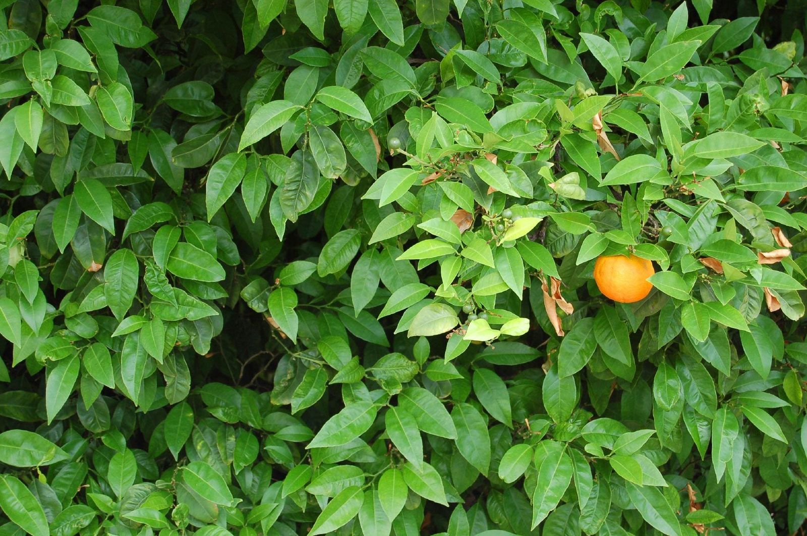 Orange Tree Not Fruiting - Why Won't An Orange Tree Produce | Gardening ...