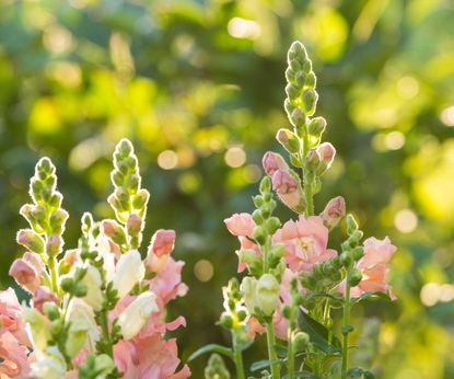 How to keep snapdragons flowering: with expert advice | Homes and Gardens