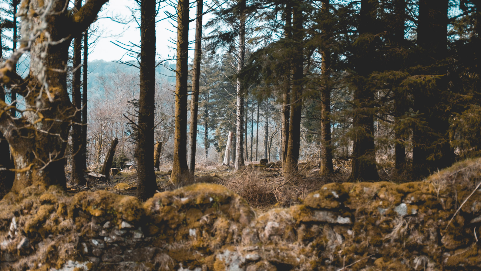 Camera Recording Screen Forest