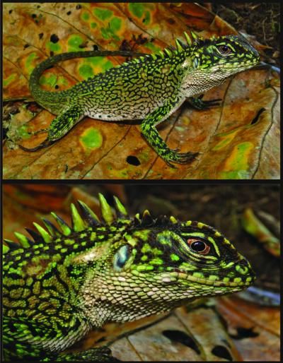 Two New Lizard Species Found in Peru | Newfound Species | Live Science