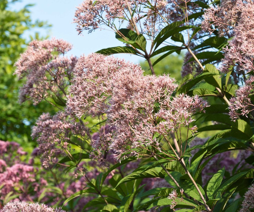 Best plants for a rain garden: 9 water-loving plant species | Homes and ...