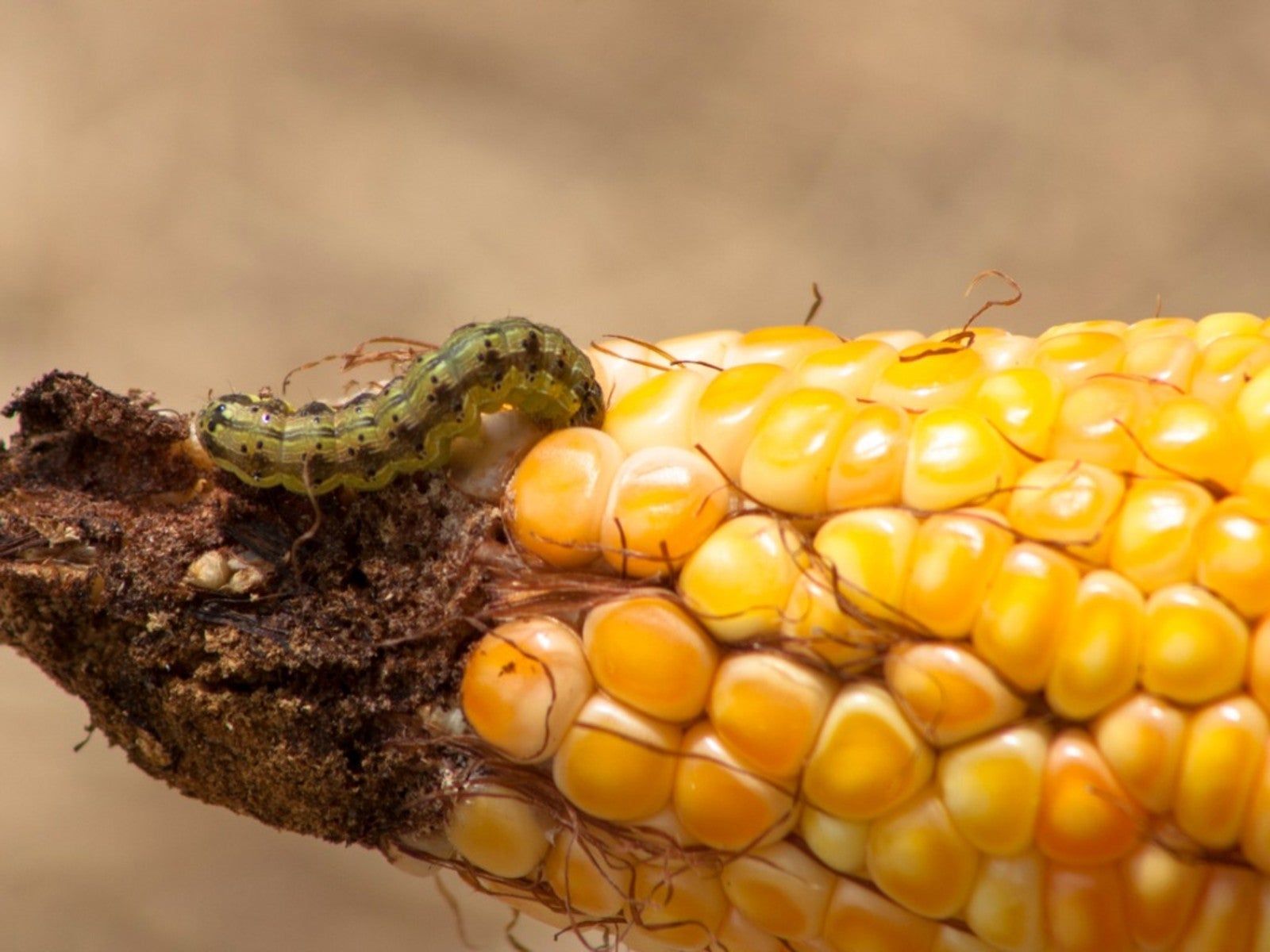 Earworm Control In Corn: How To Get Rid Of Earworms | Gardening Know How