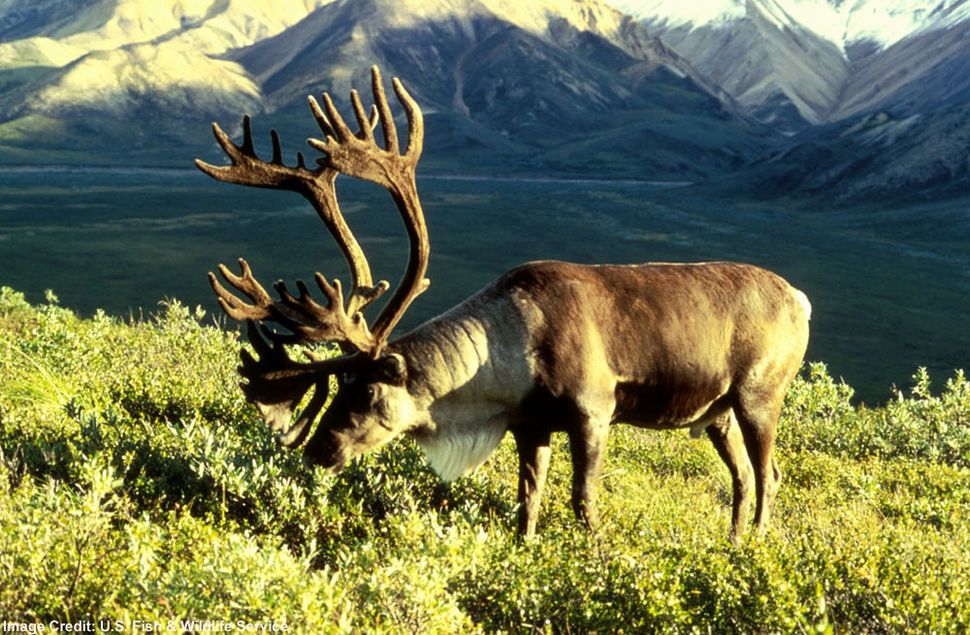 6 Surprising Facts About Reindeer | Live Science