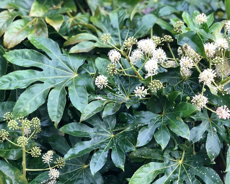 Prettiest evergreen plants: 10 beauties for year-round interest | Homes ...