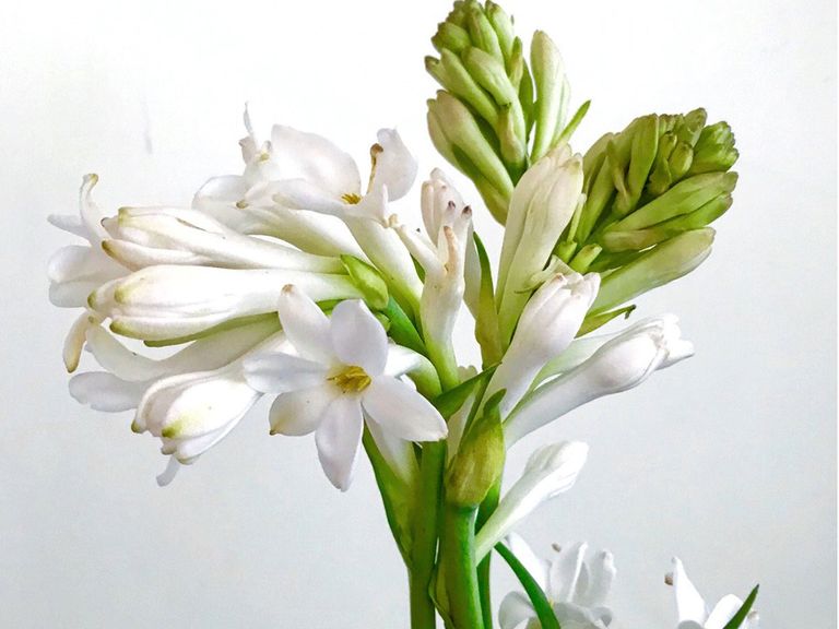 How To Grow Tuberose Indoors – Caring For Potted Tuberoses Inside ...