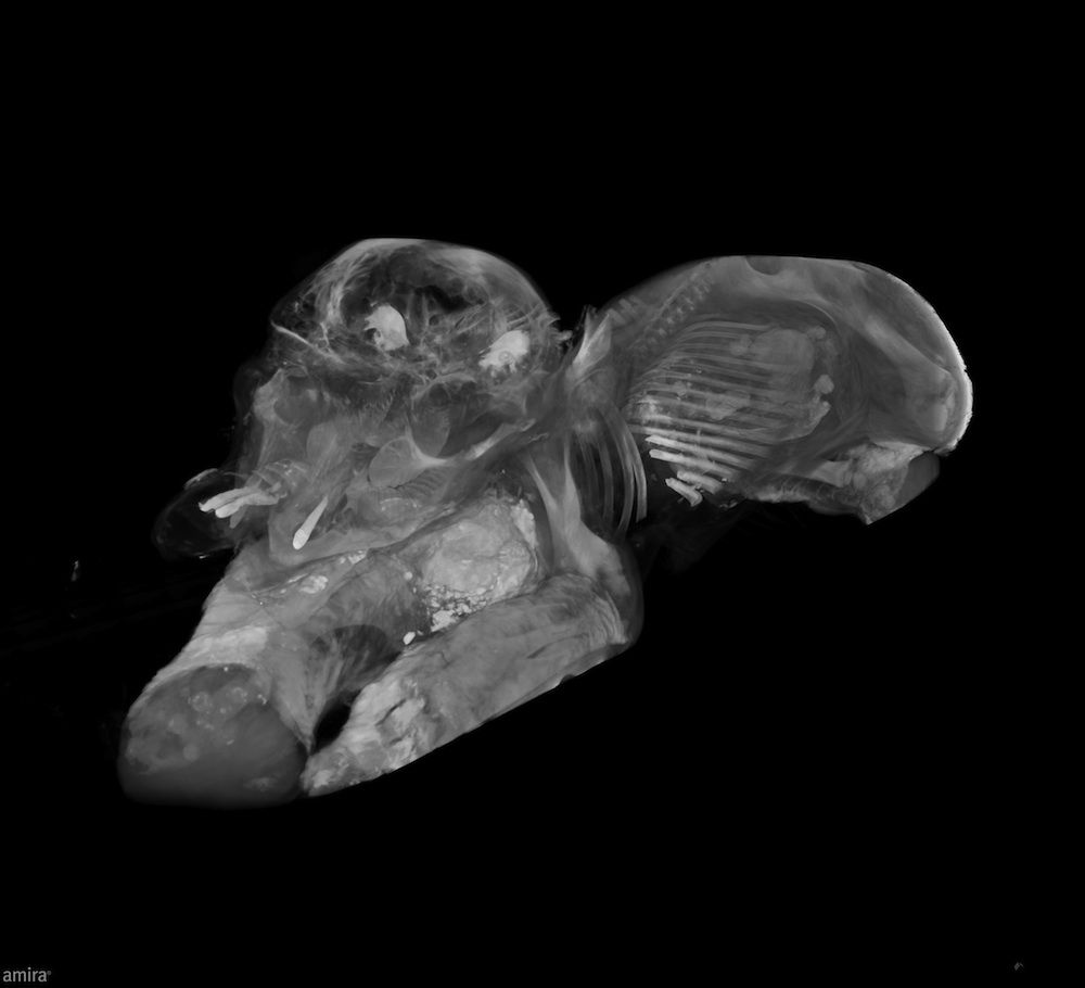 Skin and Bones: Inside Baby Mammoths | Live Science