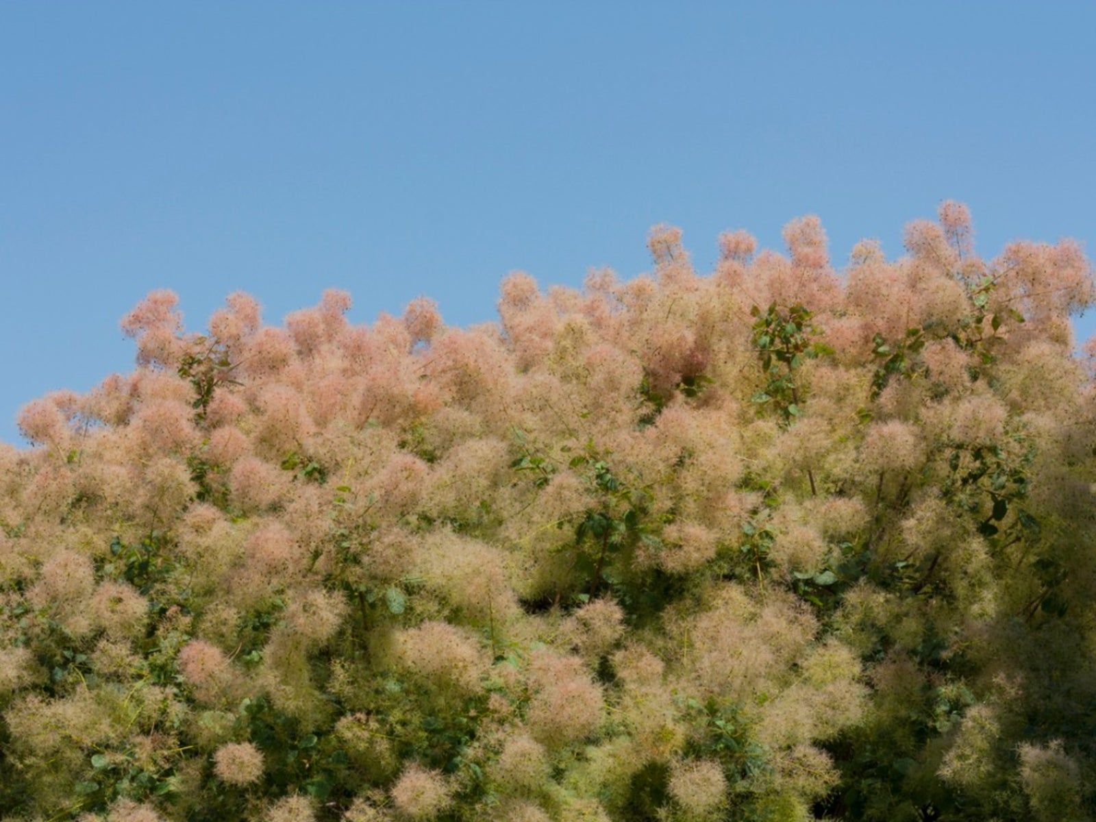 Growing Smoke Trees: How To Grow A Smoke Tree In Your Yard | Gardening ...