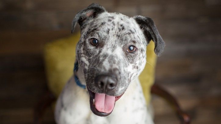 Revealed! The most popular dog breeds of 2020 | PetsRadar