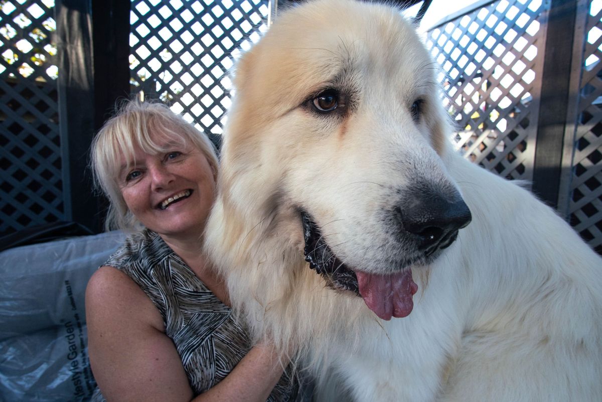 Big Dog Britain: release date, dog breeds featured and more | What to Watch