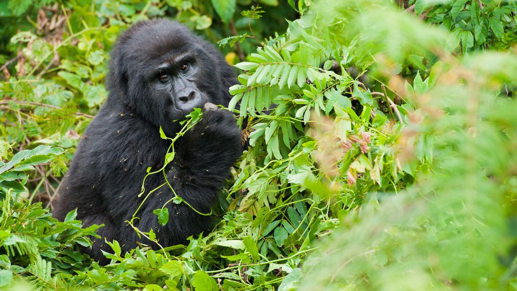 11 (sometimes) deadly diseases that hopped across species | Live Science