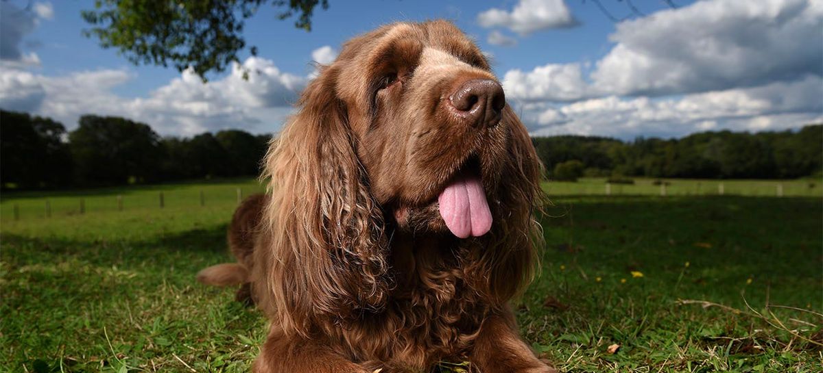 The top ten British dog breeds that need saving and quickly | Country Life