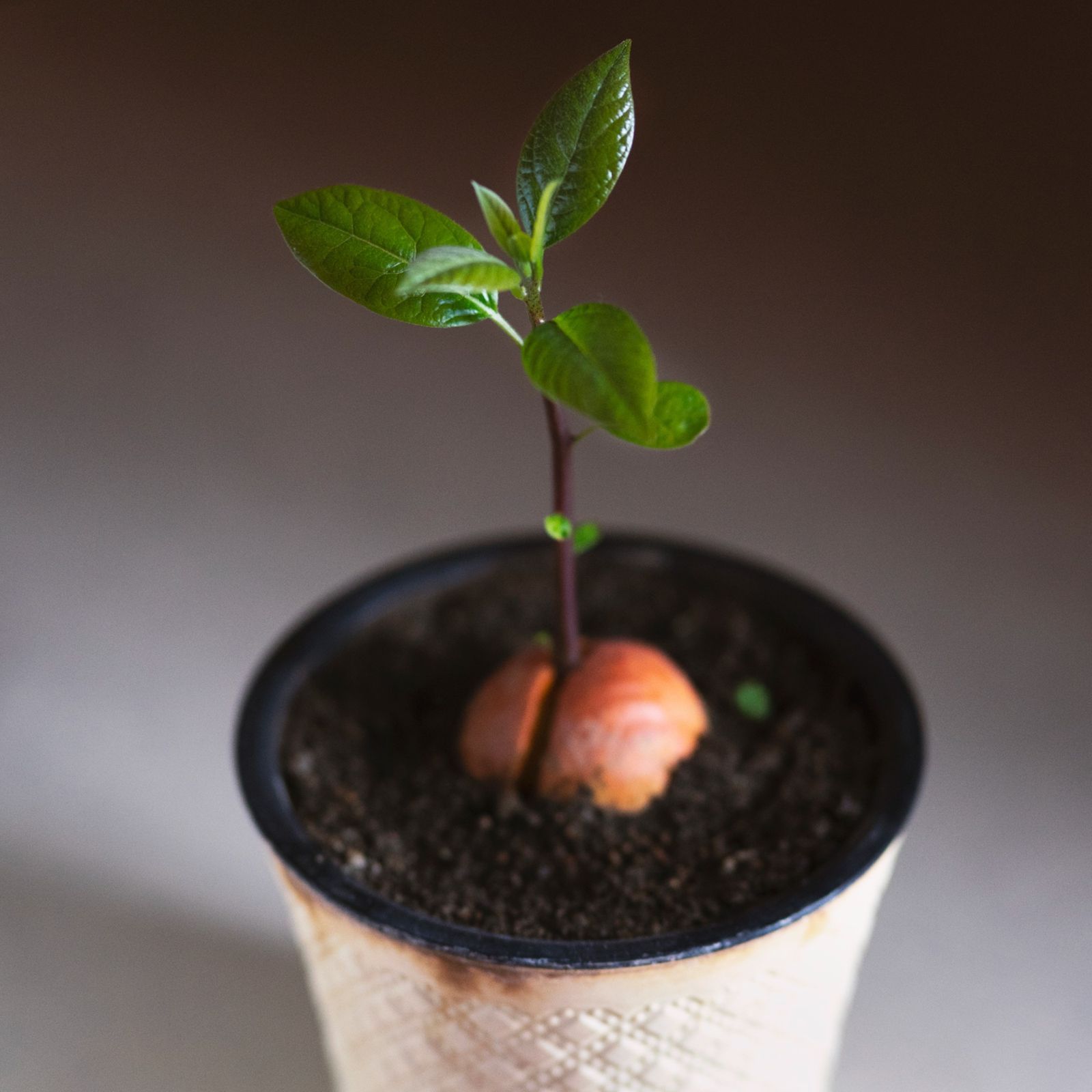 How to grow avocado from stone: a step-by-step guide | Ideal Home