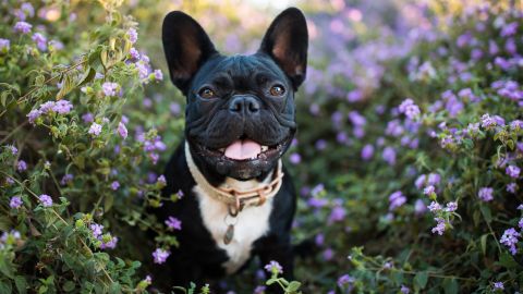 32 best dog breeds for first-time owners | PetsRadar